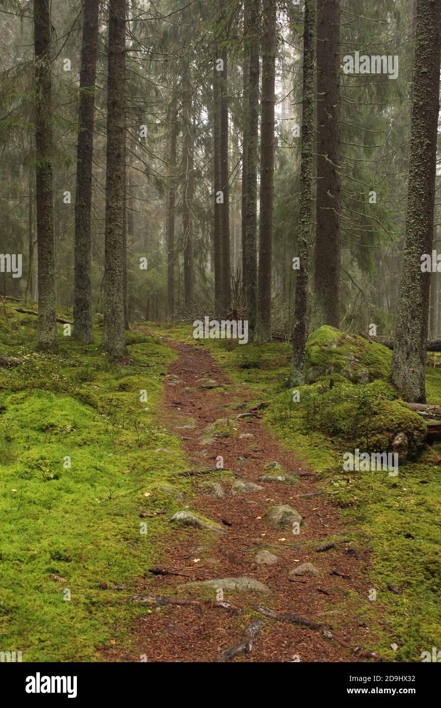 Magical woodland hi-res stock photography and images - Alamy