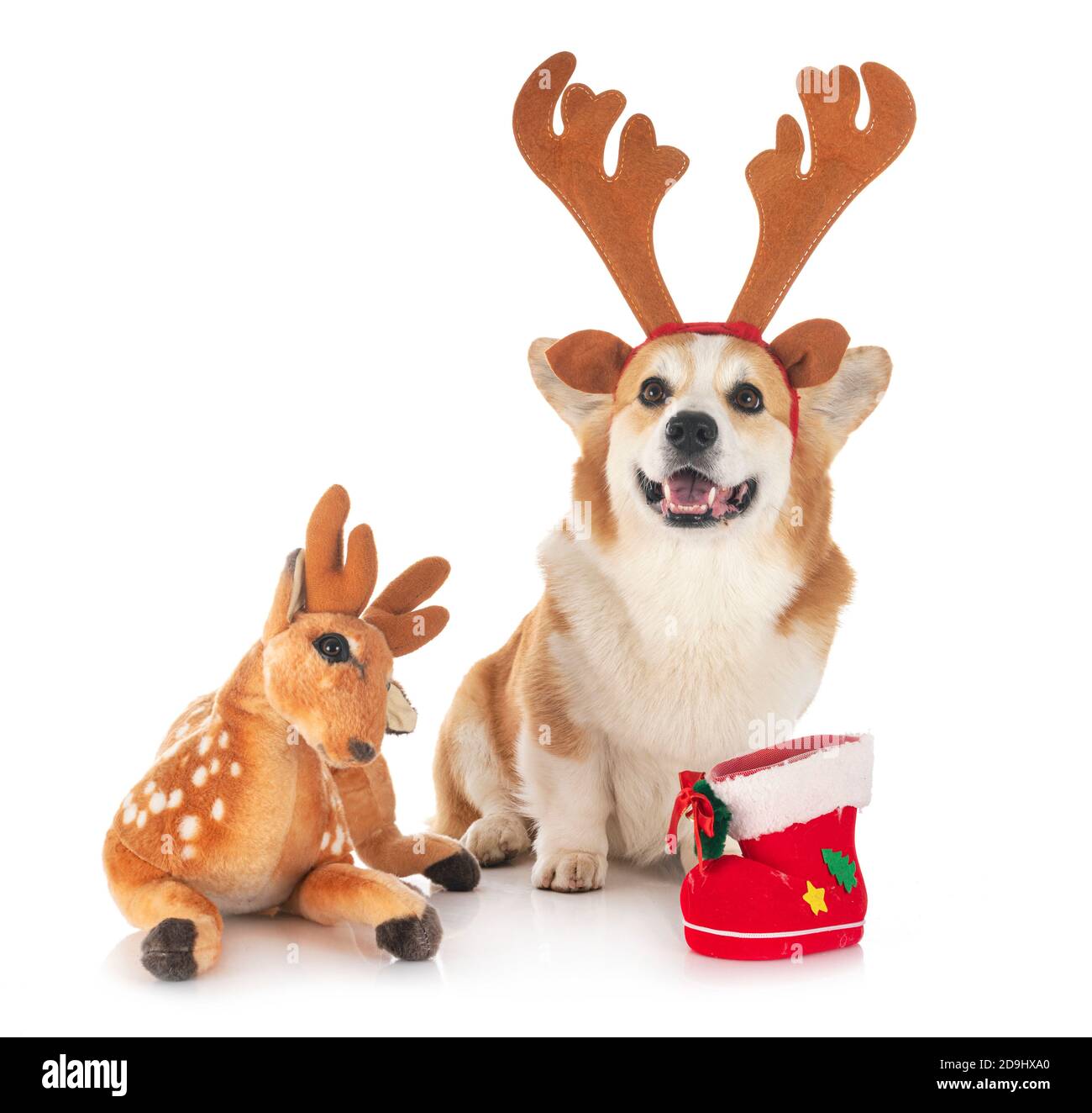 Pembroke Welsh Corgi in front of white background Stock Photo - Alamy