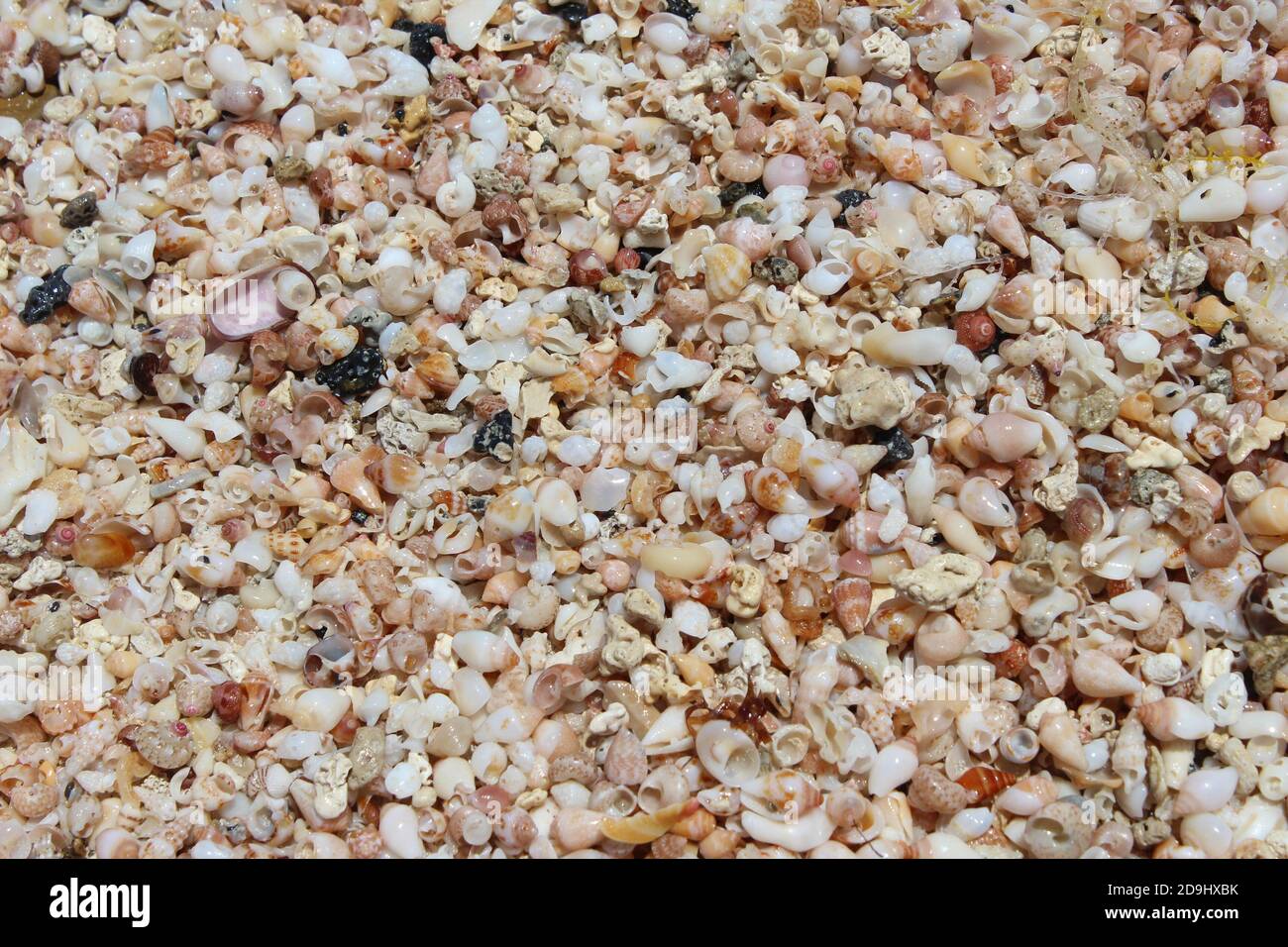 Closeup on small shells on the ocean shore, background photo Stock ...
