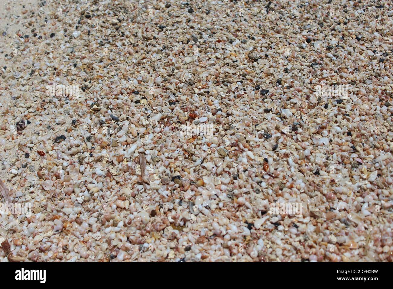 Closeup shells hi-res stock photography and images - Alamy