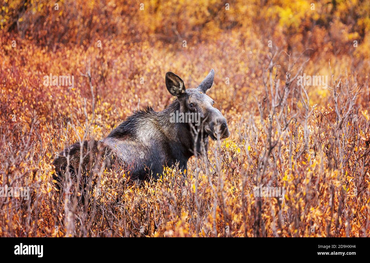 Moose in autumn forest. Wildlife nature in USA Stock Photo - Alamy