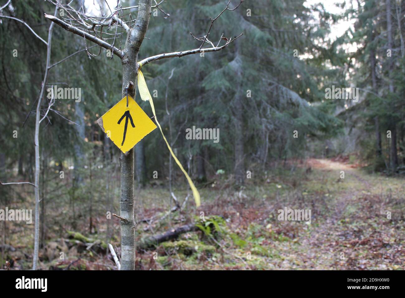 Right Triangle In Nature