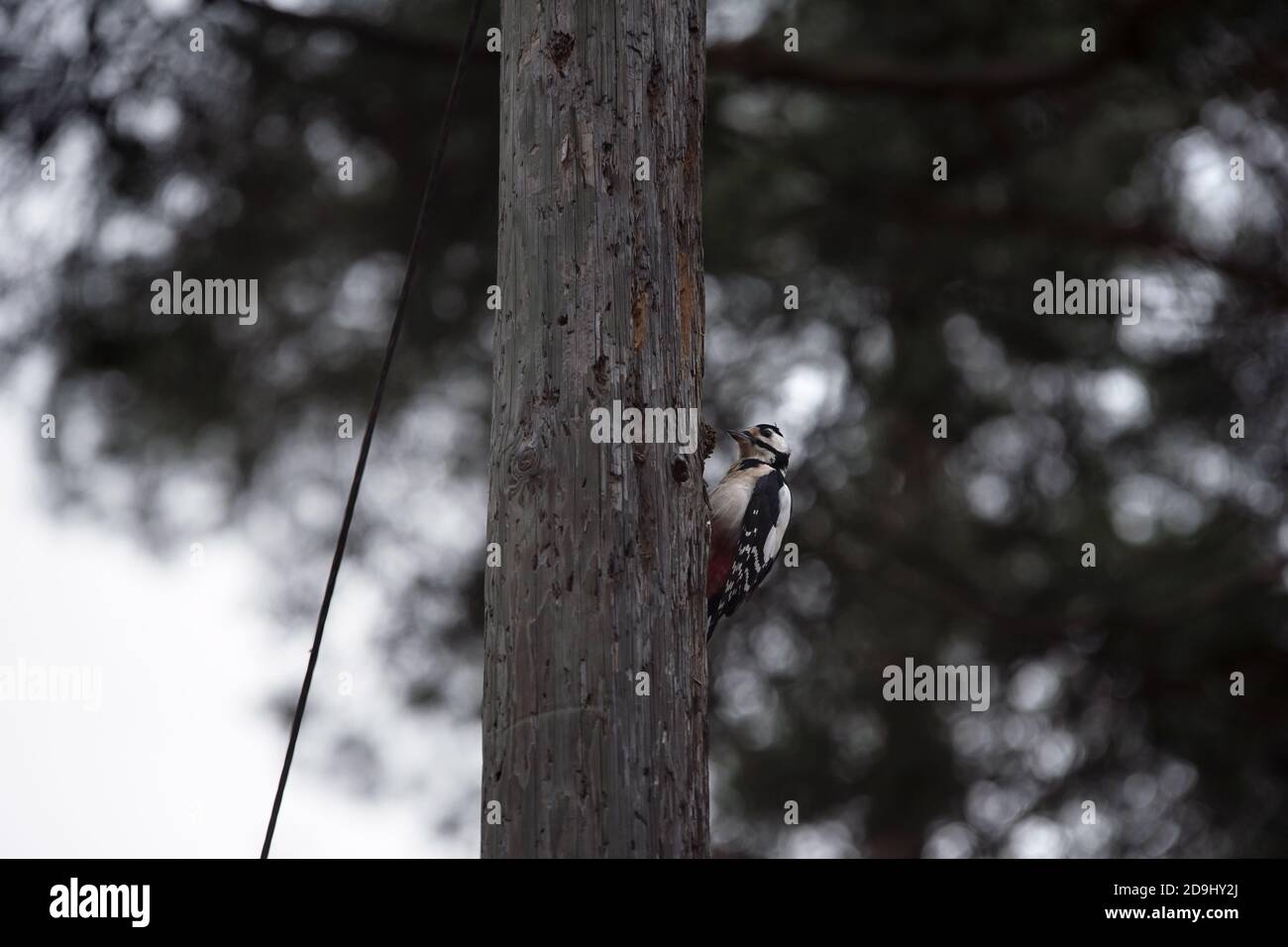 Beating the tree hi-res stock photography and images - Alamy