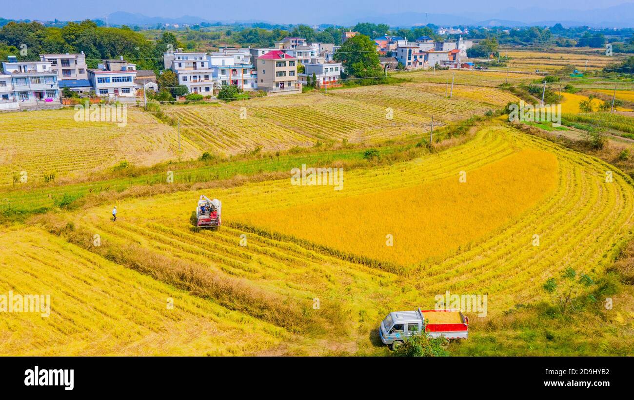 Aerial view of the rice field in Jiujiang city, east China's Jiangxi ...