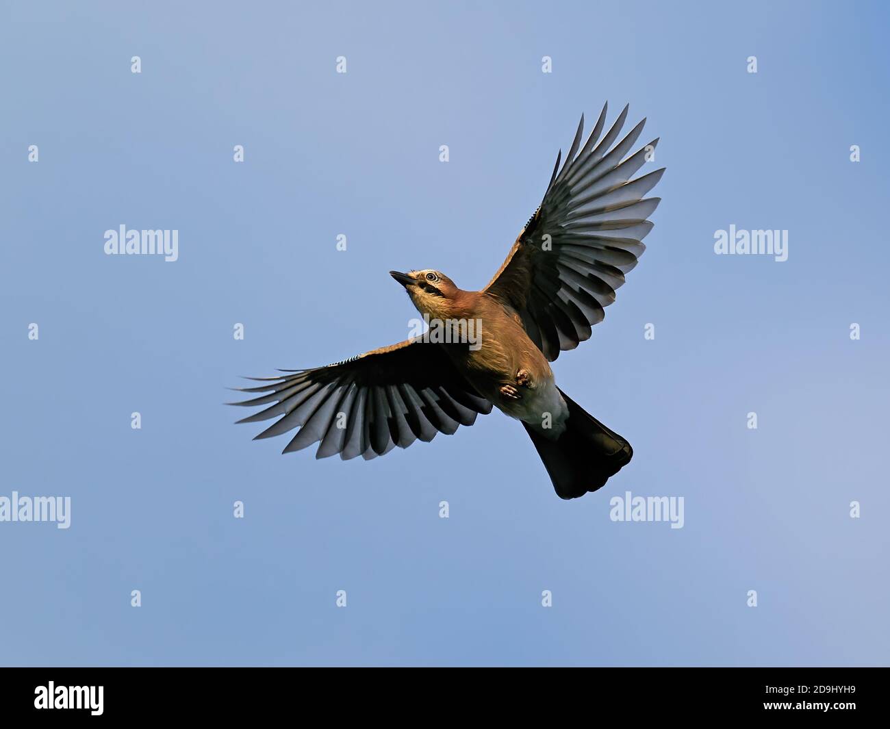 Eurasian jay in flight with blue skies in the background Stock Photo ...