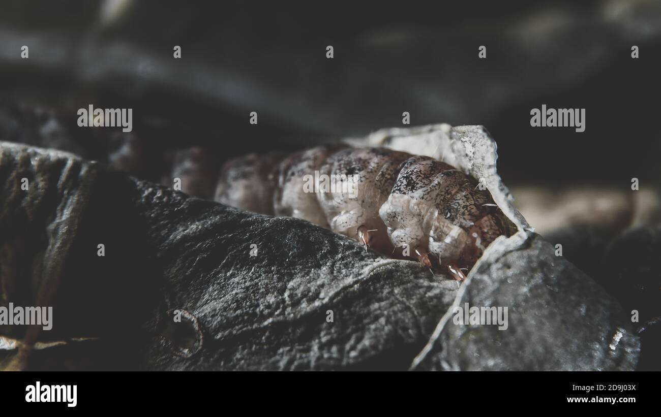 Nasty worm hi-res stock photography and images - Alamy