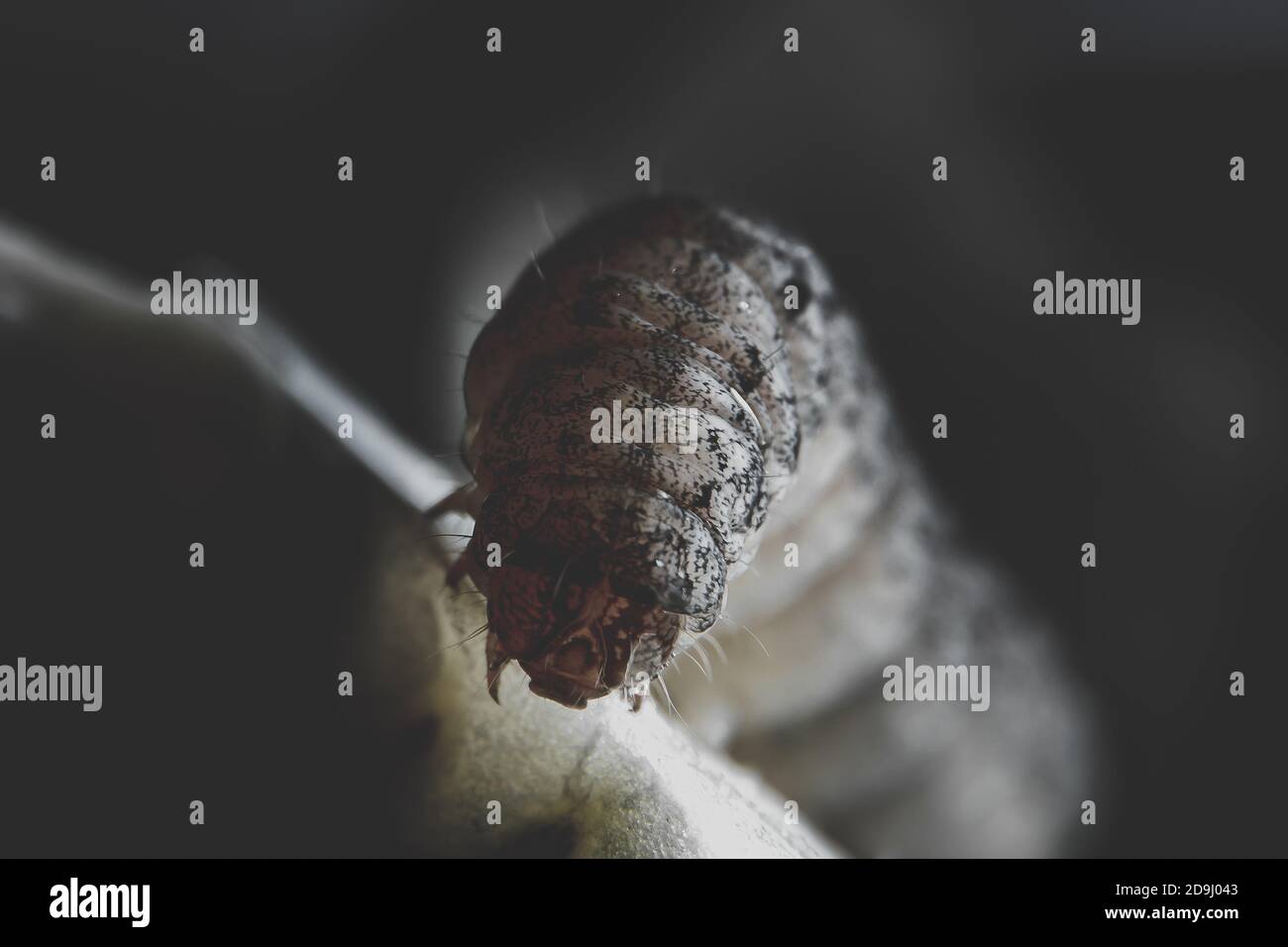Closeup detailed shot of a nasty worm insect crawling Stock Photo - Alamy