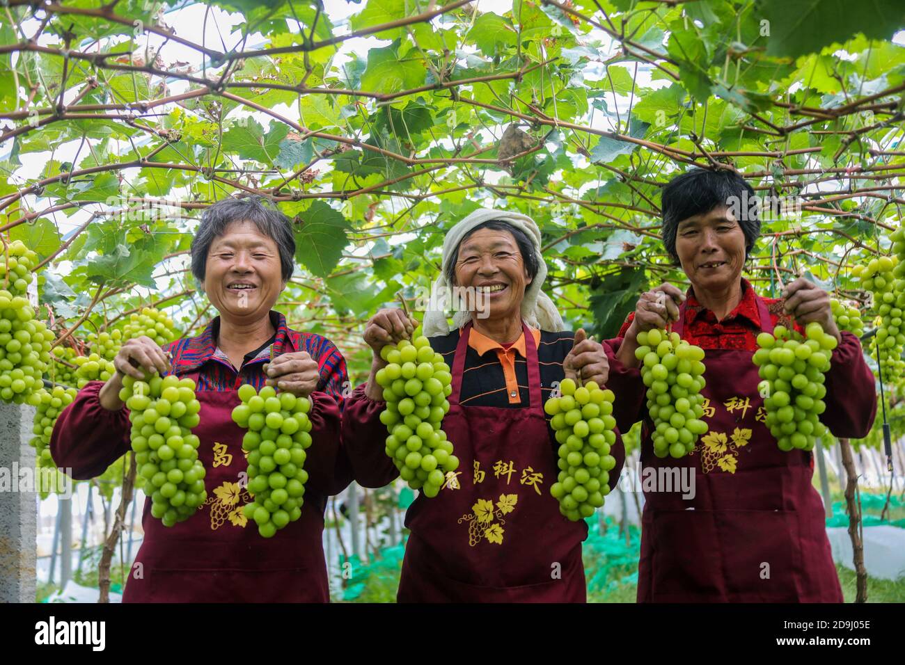 Farmers show grapes harvested from a grape growing base in Qingdao city ...
