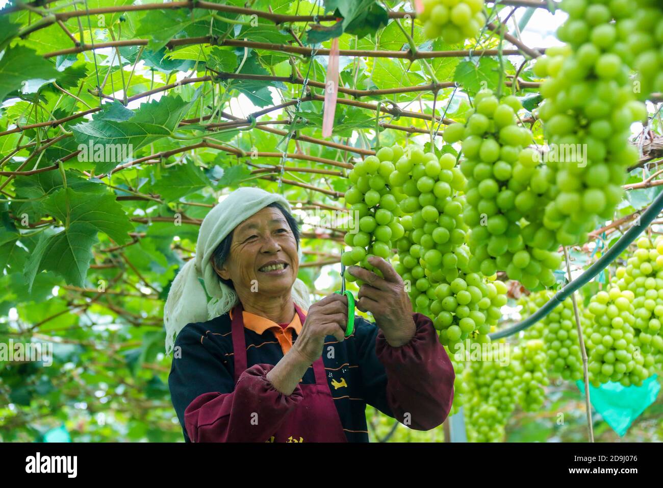 Farmers show grapes harvested from a grape growing base in Qingdao city ...