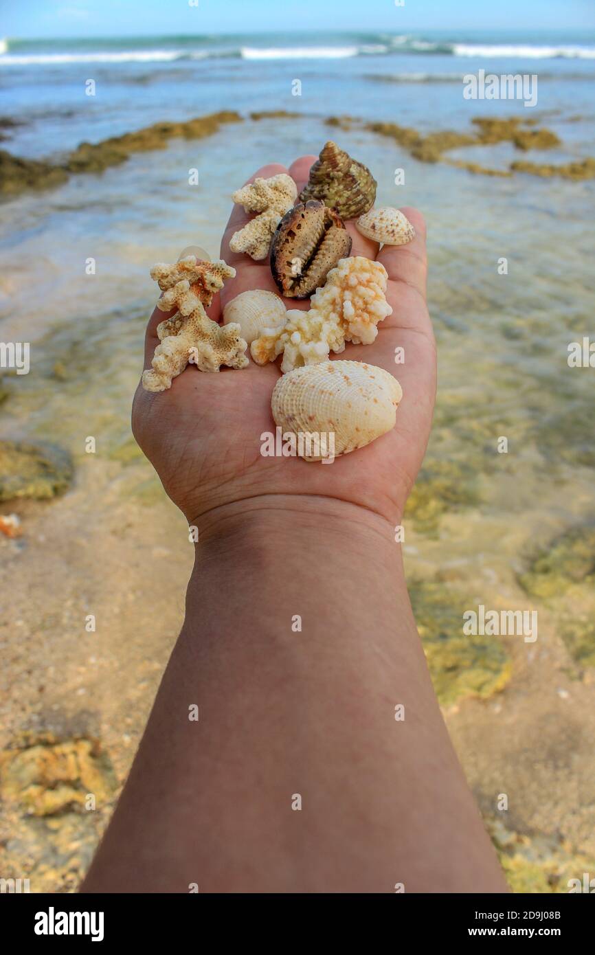 A portrait a bunch of shells, shells and sea stones placed on the palms ...