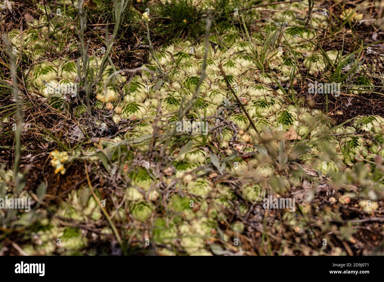 Sedum purple. Hare cabbage. Skripun Stock Photo - Alamy