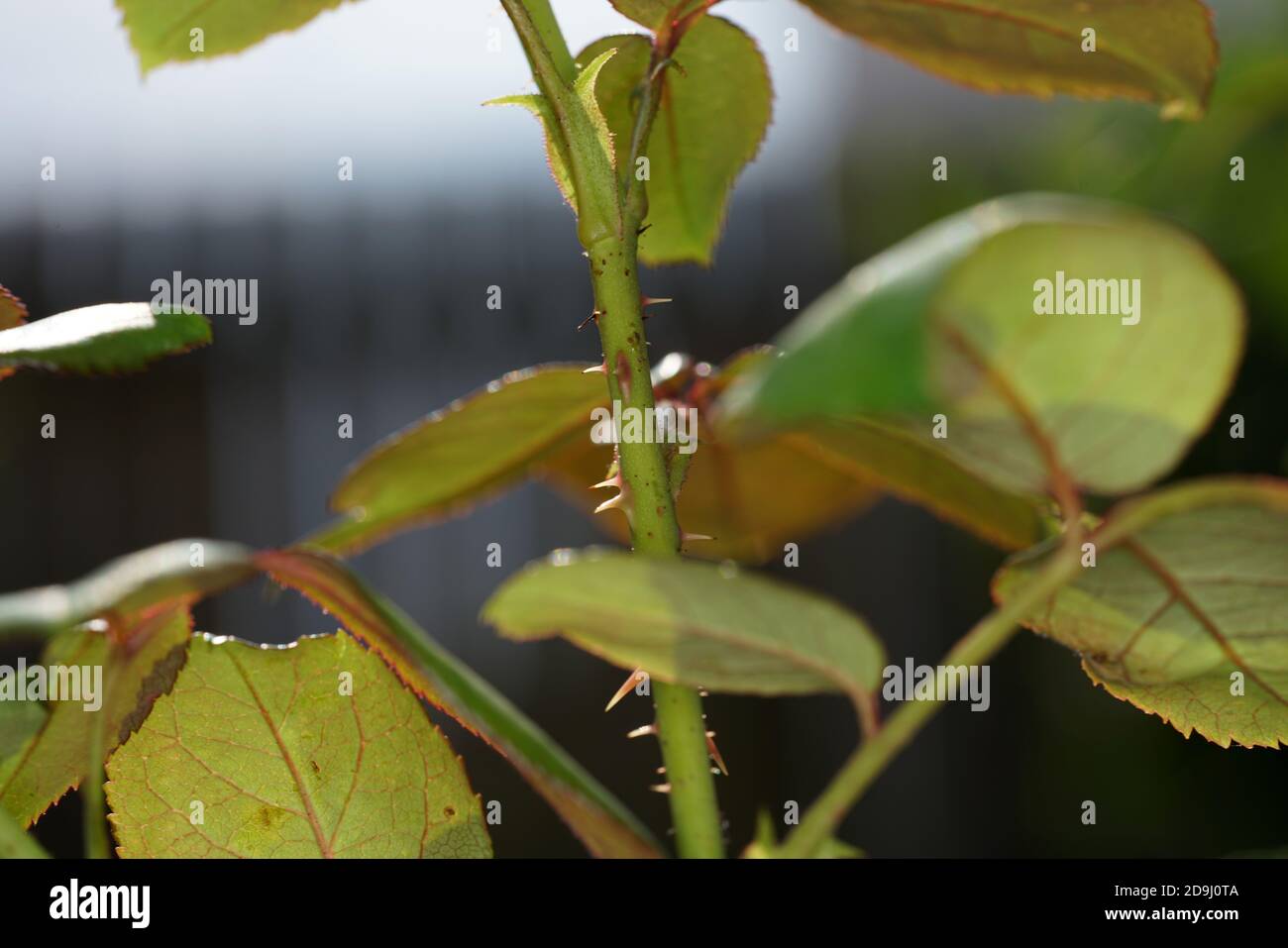 Stem of a rose flower with its thorns Stock Photo - Alamy