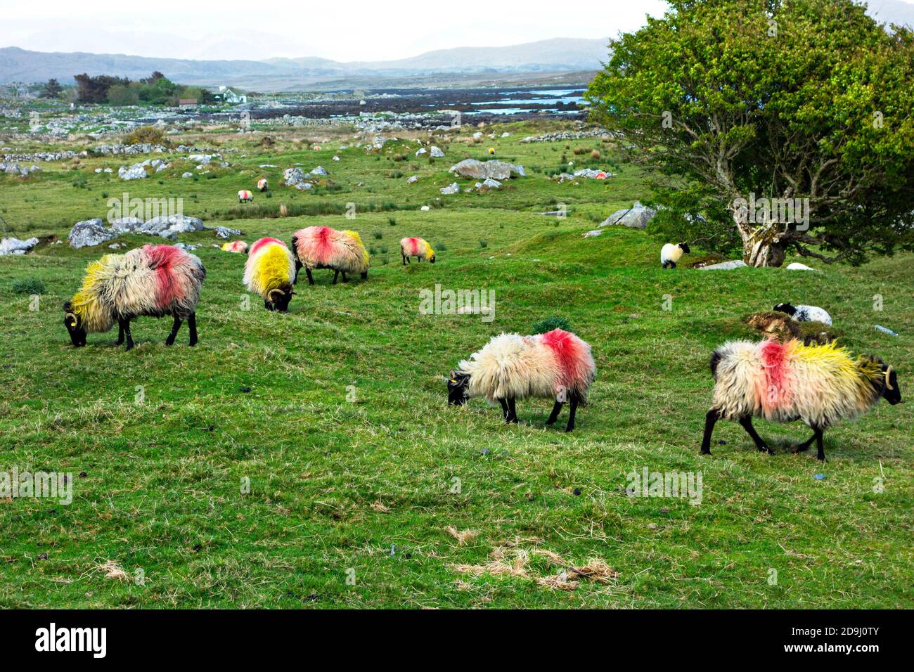 Sheep in an irish landscape hi-res stock photography and images - Alamy