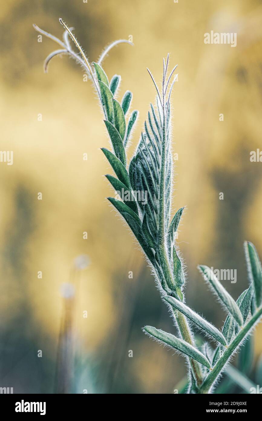 Vertical closeup of sagebrush in a field with a blurry background ...