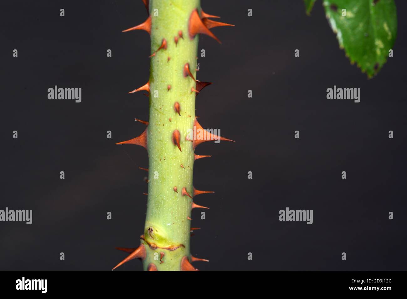 Macro shot of a stem of a rose flower with its thorns Stock Photo - Alamy