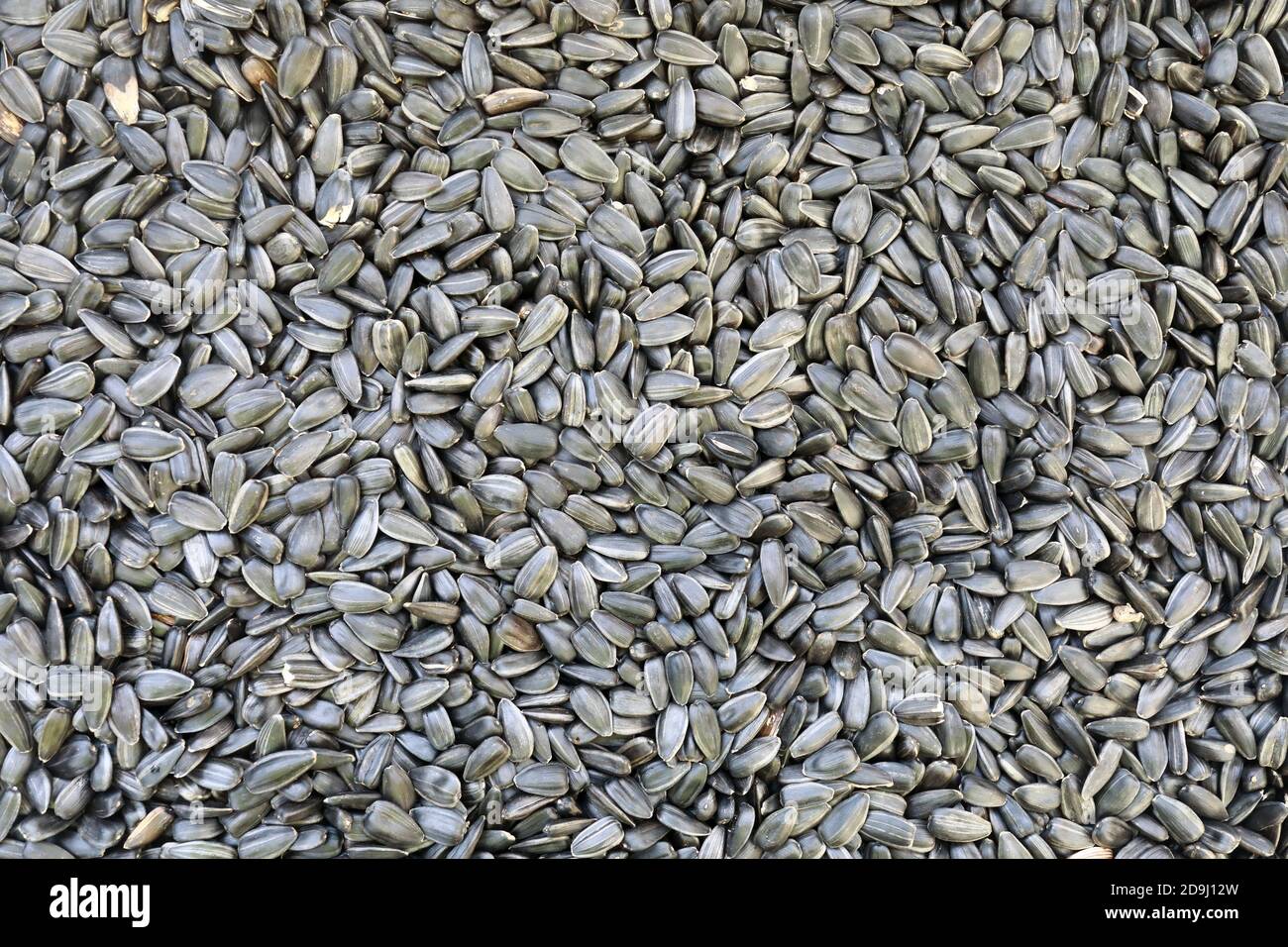 View of Fried Sunflower Seeds as background Stock Photo - Alamy