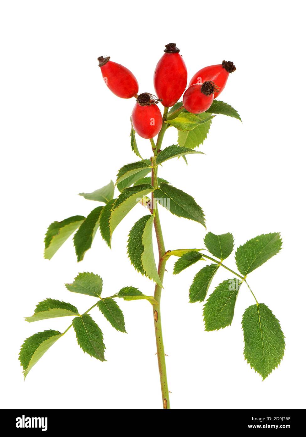 Twig of Dog Rose with rose hips isolated on white background. Rosa ...