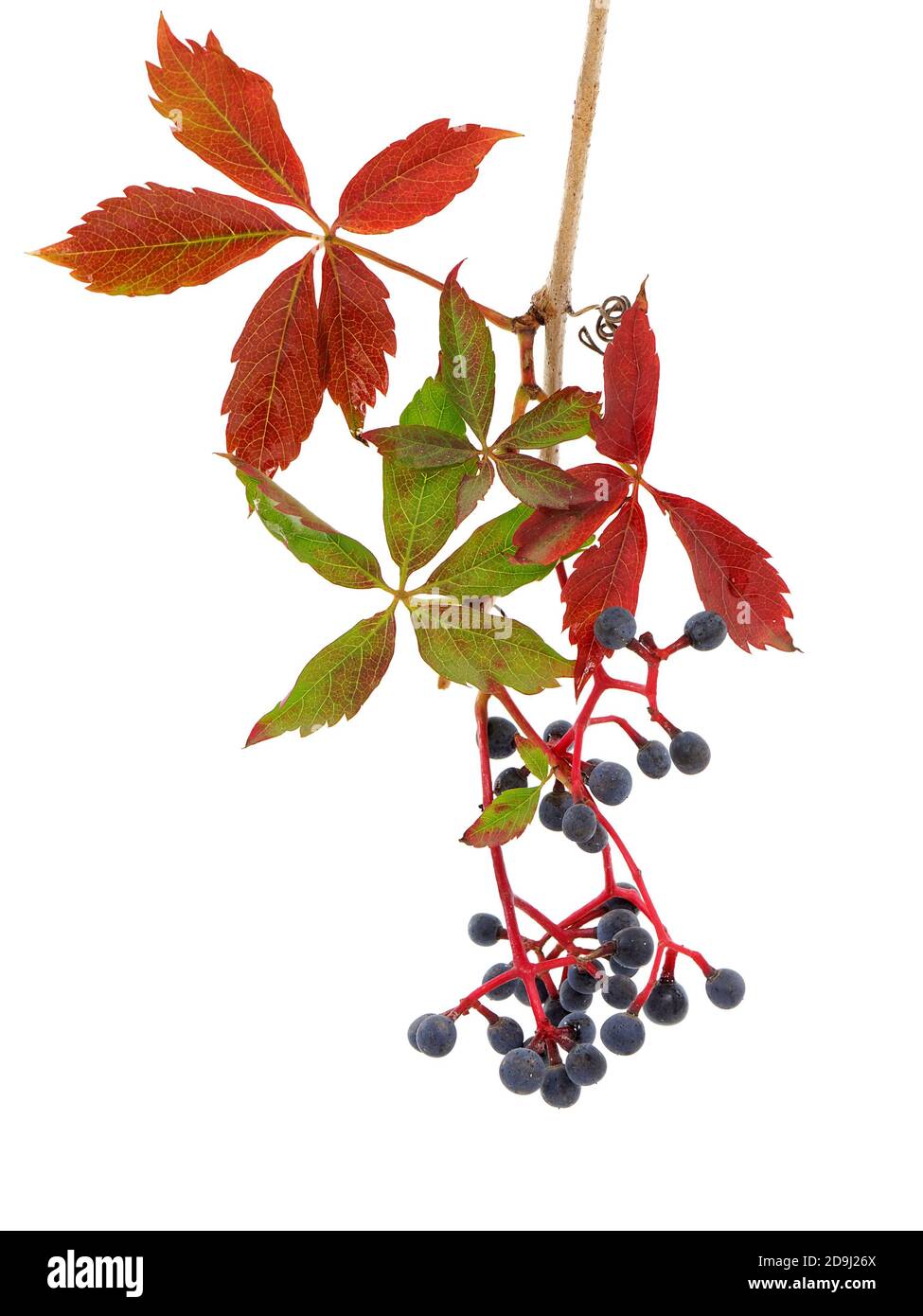 Virginia creeper red leaf Cut Out Stock Images & Pictures - Alamy