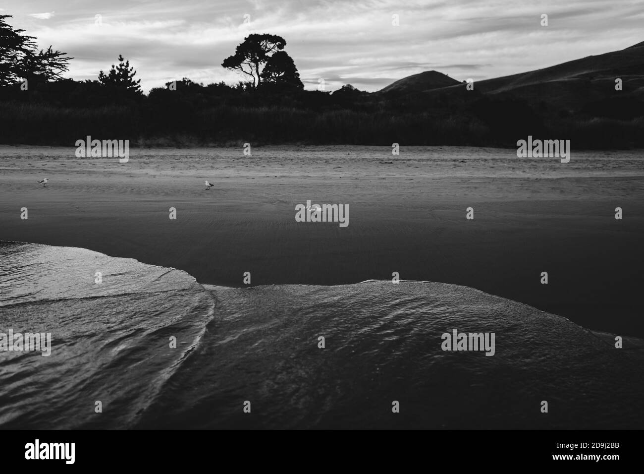 Grayscale shot of a wave and the beach in Dunedin, New Zealand Stock ...