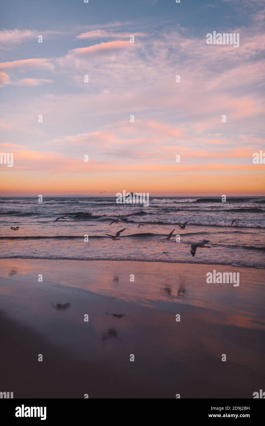 Dunedin sea birds hi-res stock photography and images - Alamy