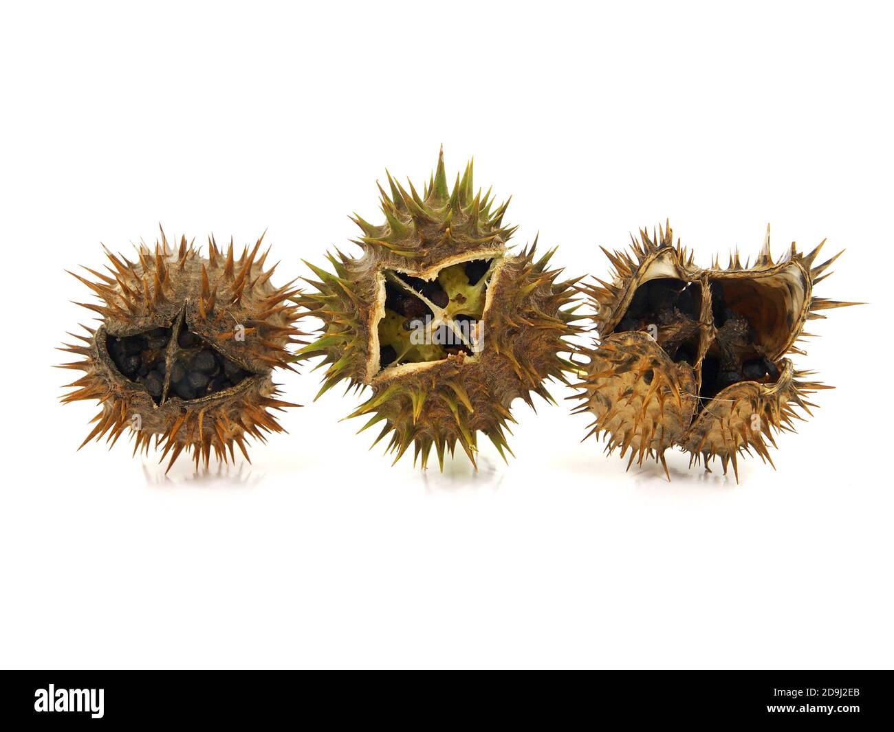 Pod seeds of Jimson Weed isolated on white background. Datura ...