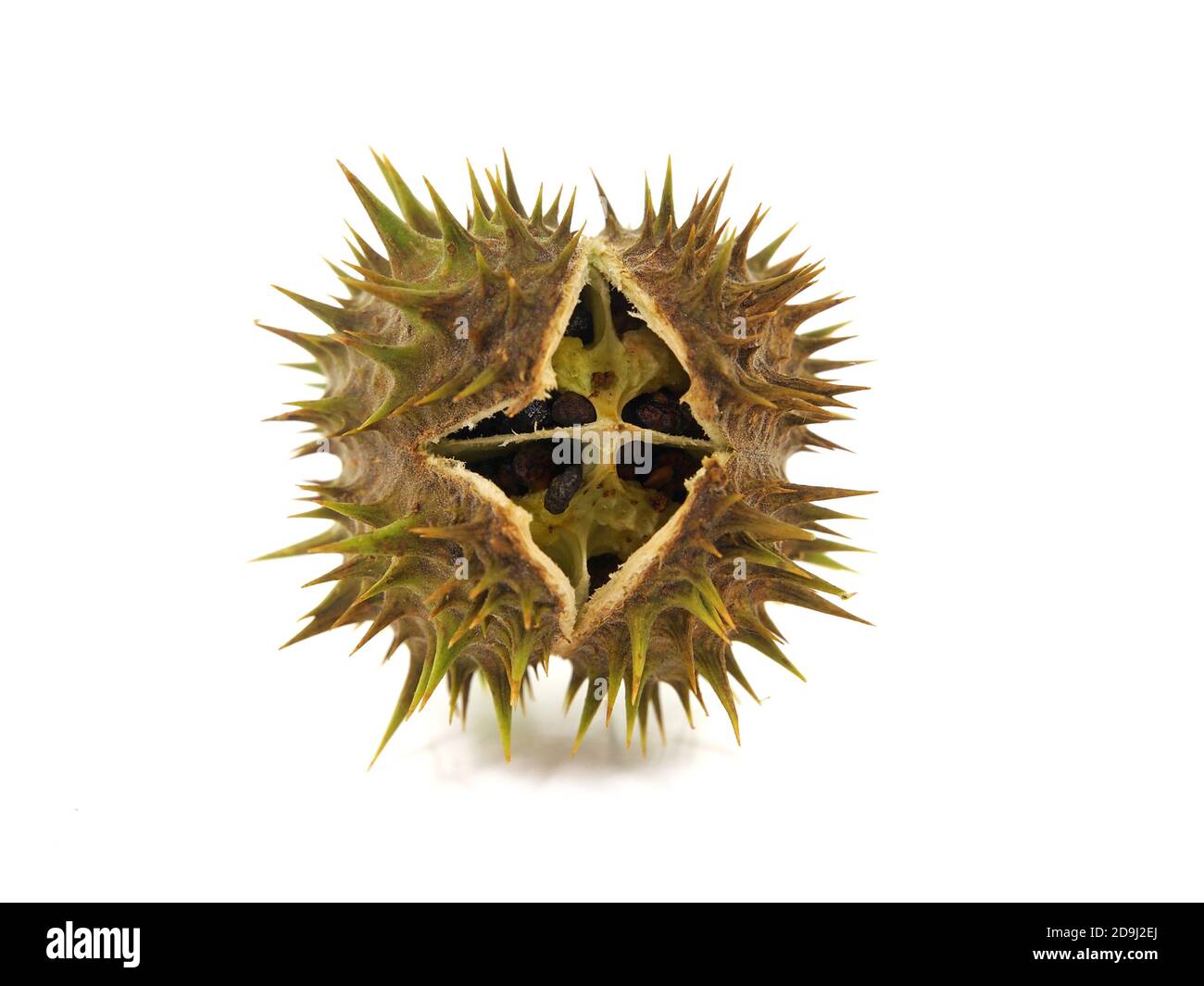 Pod seeds of Jimson Weed isolated on white background. Datura ...