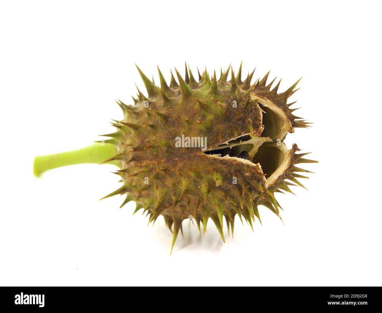 Pod seeds of Jimson Weed isolated on white background. Datura ...