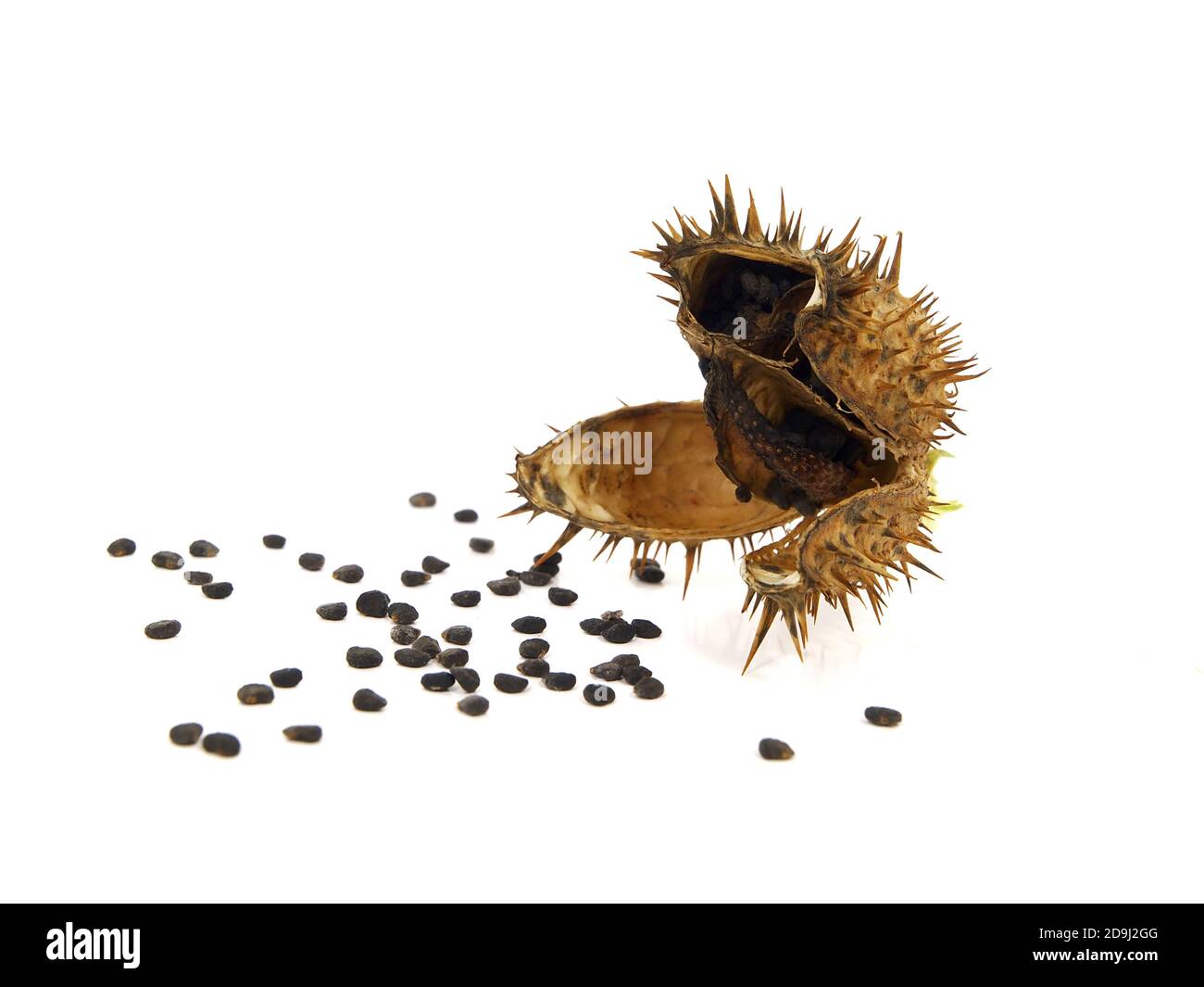 Pod and seeds of Jimson Weed isolated on white background. Datura ...