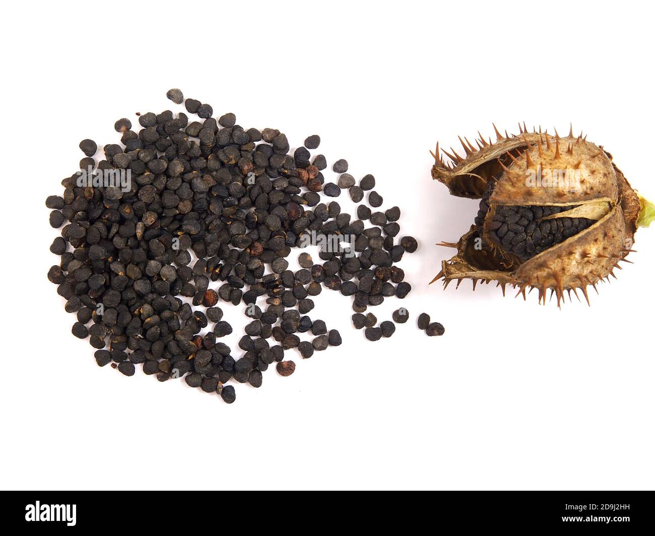 Pod and seeds of Jimson Weed isolated on white background. Datura ...