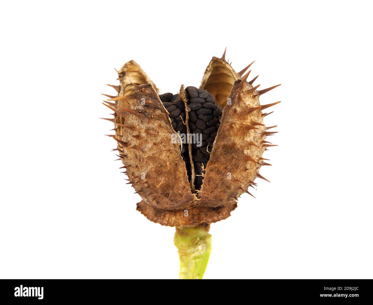 Pod seeds of Jimson Weed isolated on white background. Datura ...