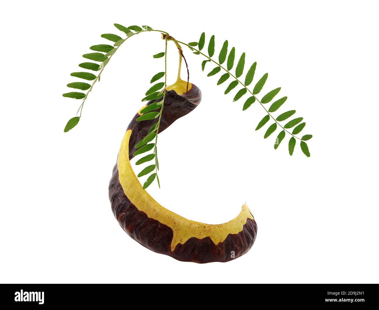 Fruit of Honey Locust tree with green leaves isolated on white ...