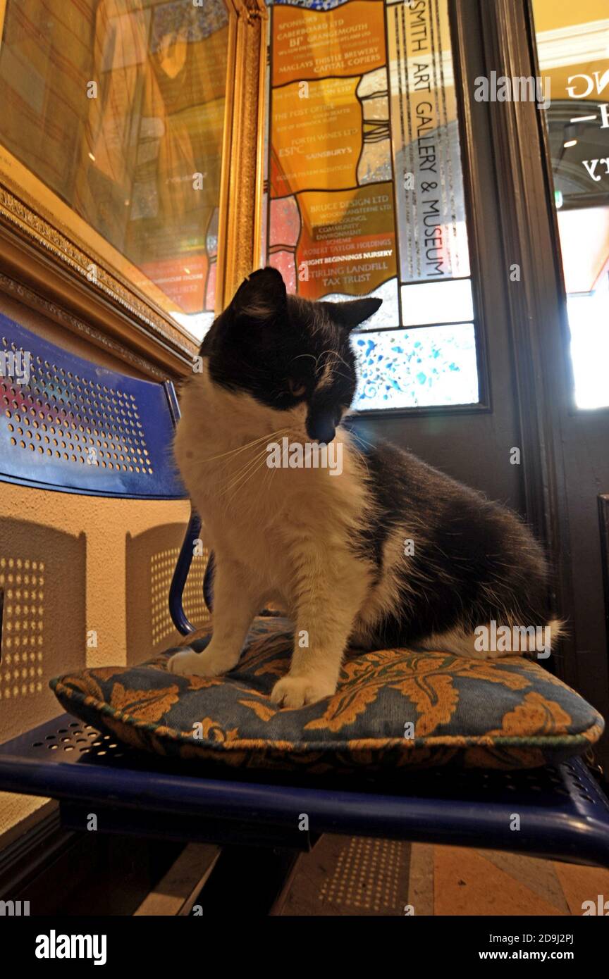 Oswald Clingan-Smith, the official museum cat at the Stirling Smith Art ...