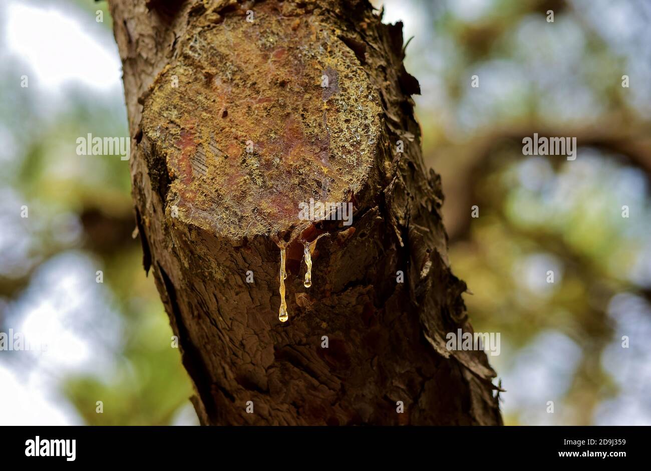 Closeup shot of a chopped off Aleppo pine branch with tree sap dripping ...
