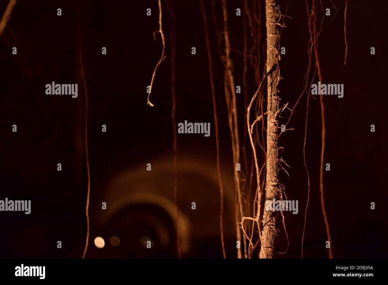 Tree roots growing down the ceiling of a dark tunnel Stock Photo - Alamy