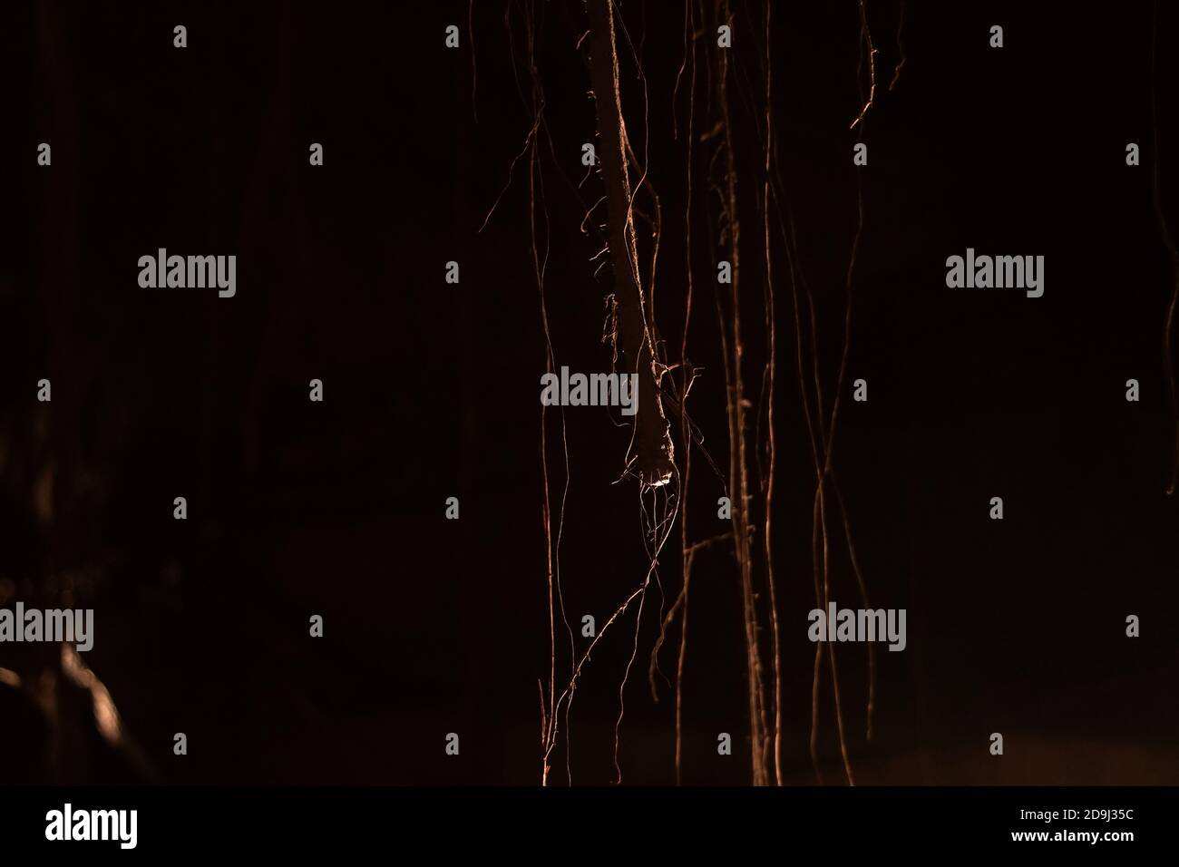 Tree roots growing down the ceiling of a dark tunnel Stock Photo - Alamy