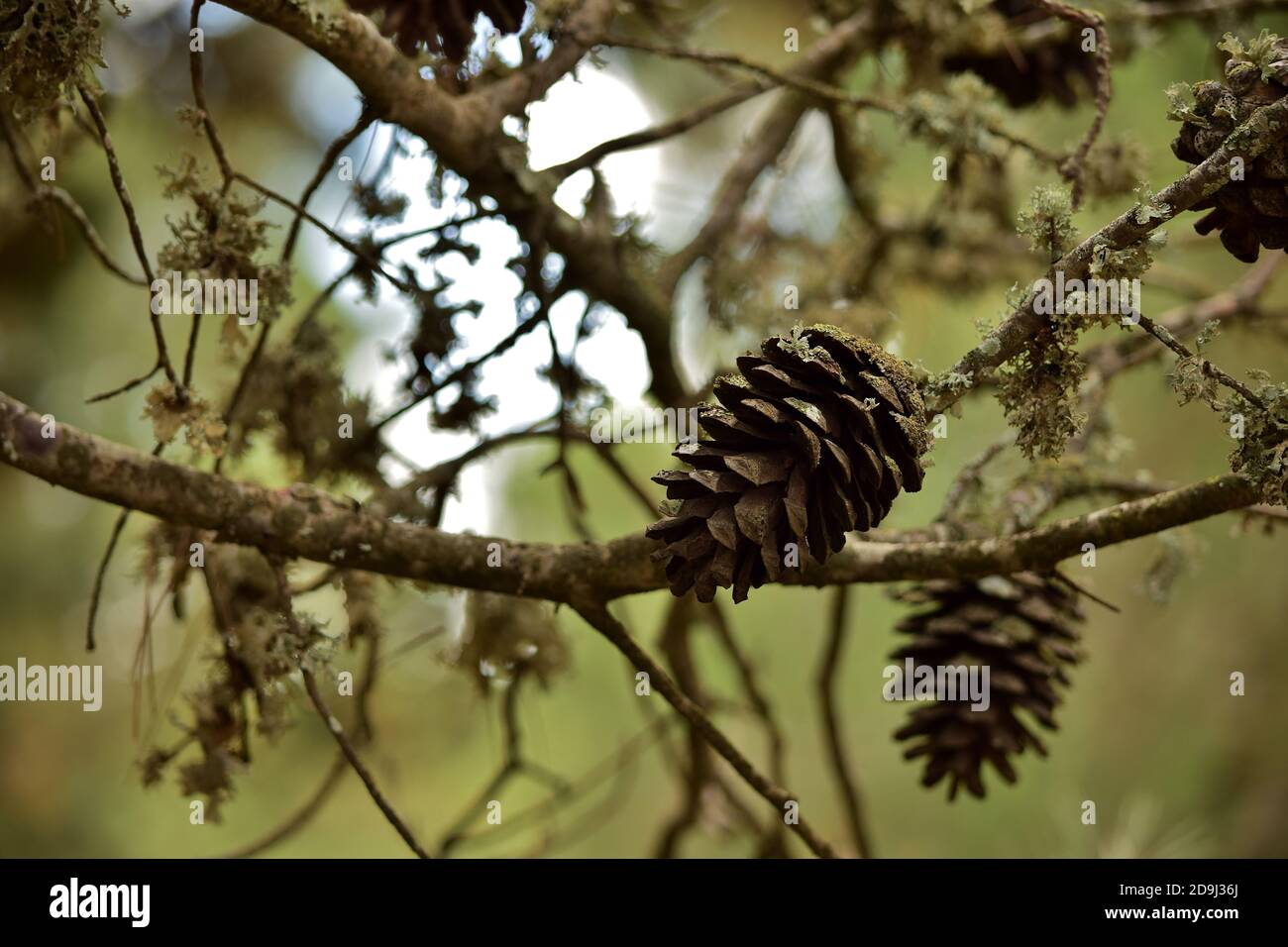 Pair of pine cones on tree hi-res stock photography and images - Alamy