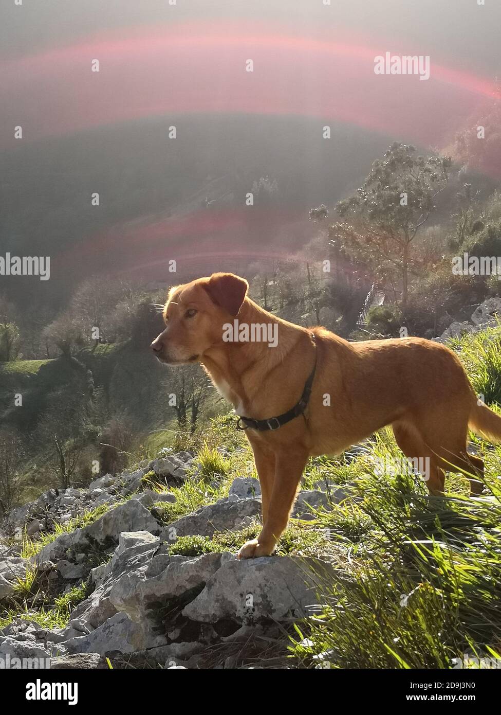 Cute Rhodesian Ridgeback standing on a hill covered in the rocks and ...