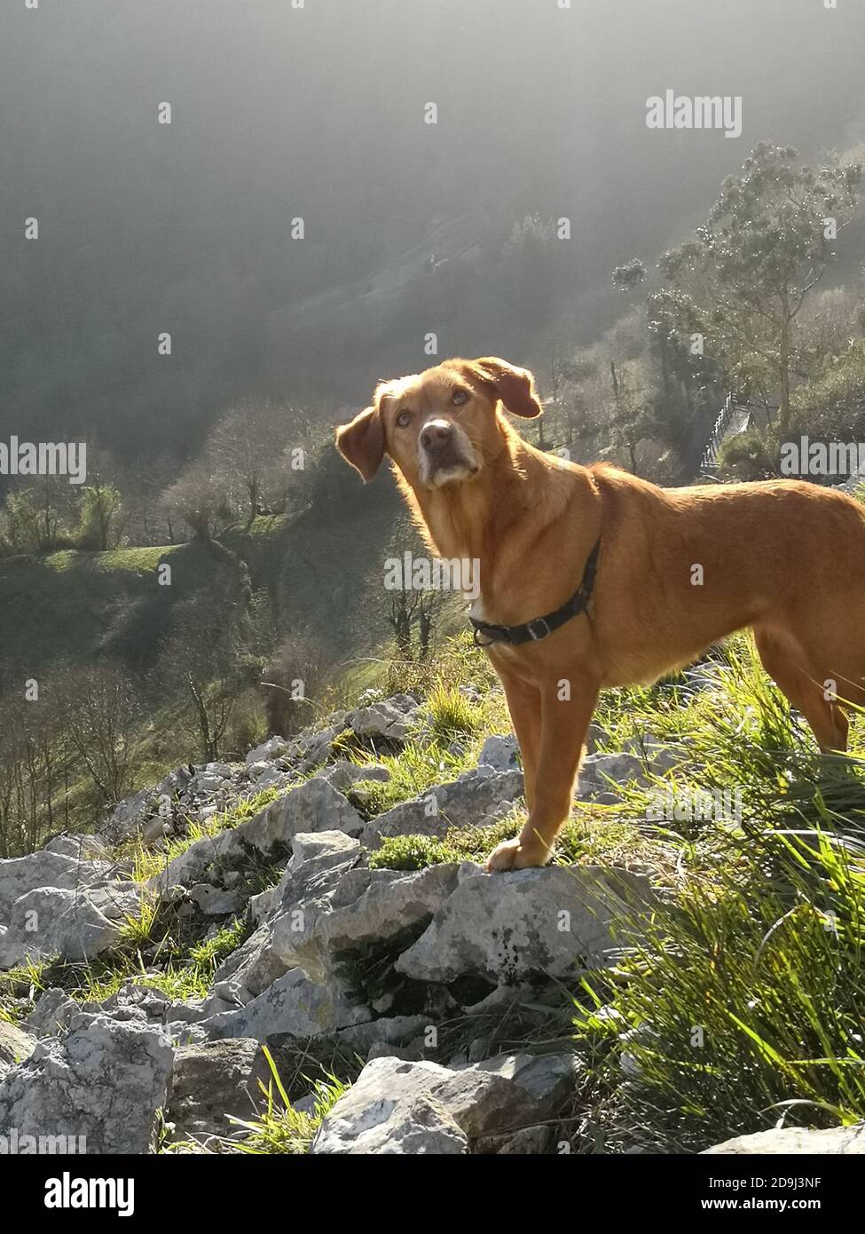 Cute Rhodesian Ridgeback standing on a hill covered in the rocks and ...