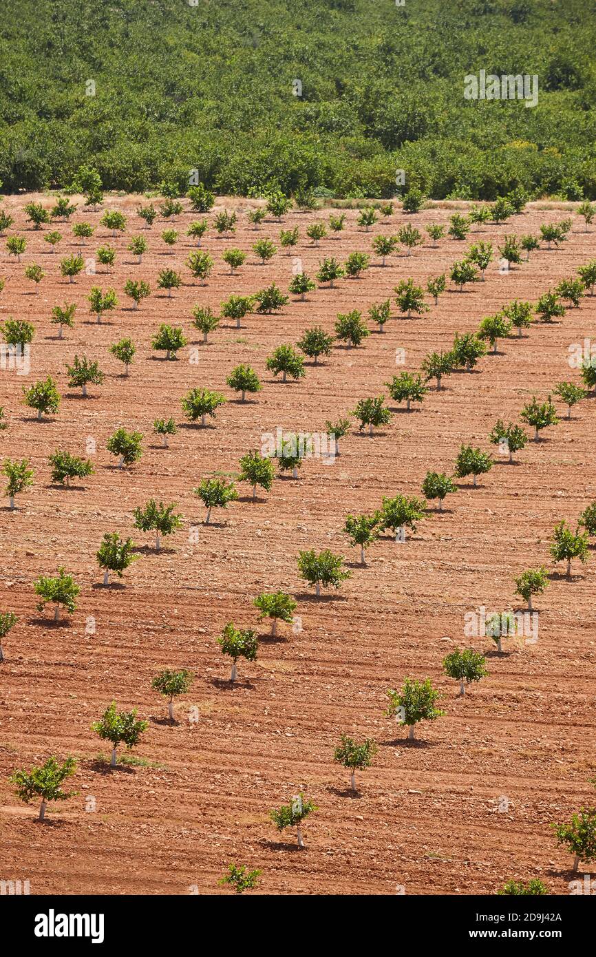 Lemon grove spain hi-res stock photography and images - Alamy