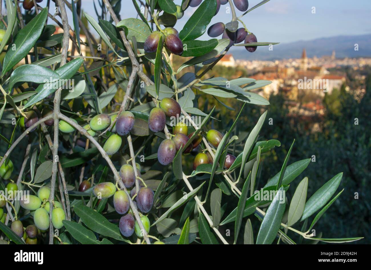Olives ready to harvest hi-res stock photography and images - Alamy
