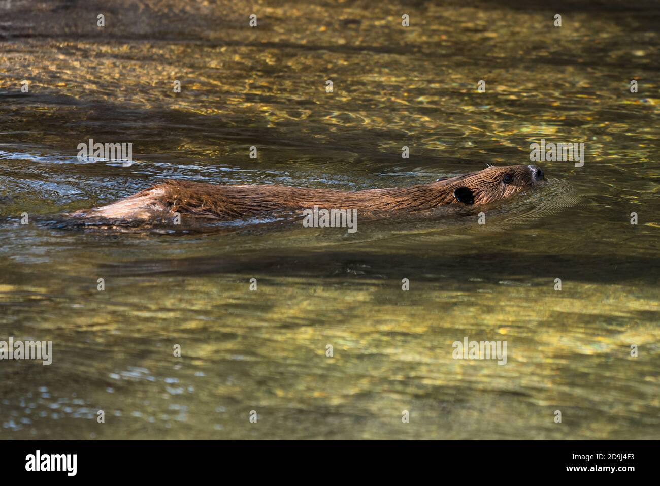 Mature beaver hi-res stock photography and images - Alamy