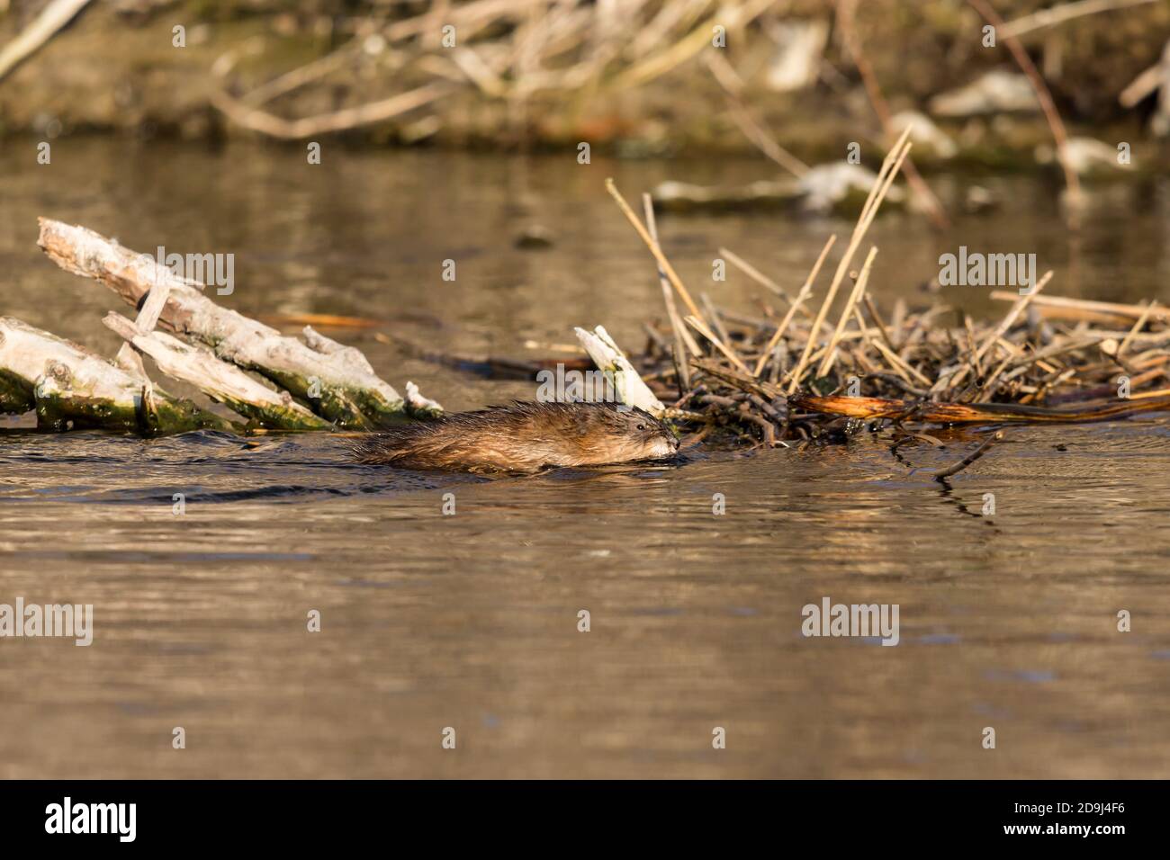 Is a medium sized semi aquatic rodent native to north america hi-res ...
