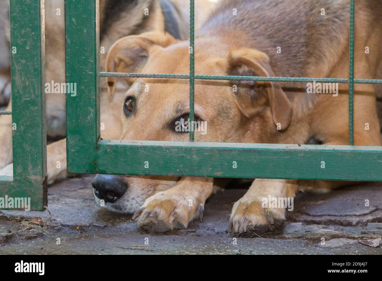 dogs locked up victims of animal abuse and abuse Stock Photo - Alamy