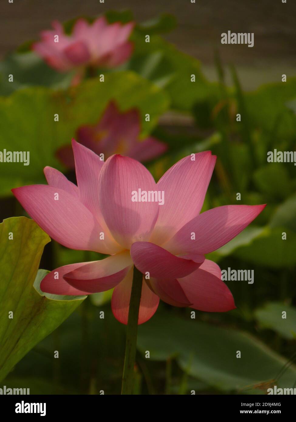 Vertical shot of a blooming lotus flower in the greenery Stock Photo ...