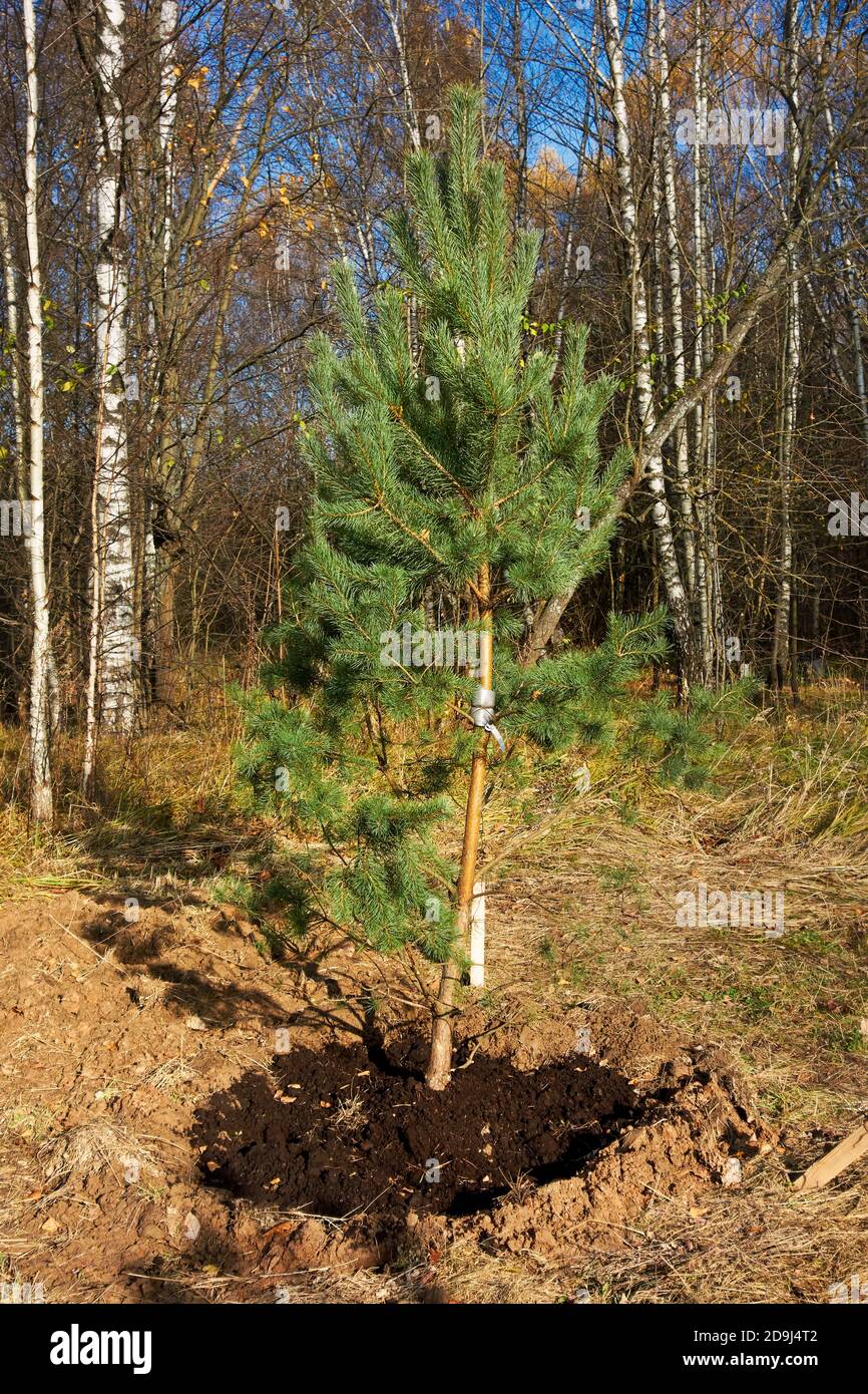 Young pine tree newly planted in Bitsevski Park (Bitsa Park). Moscow ...