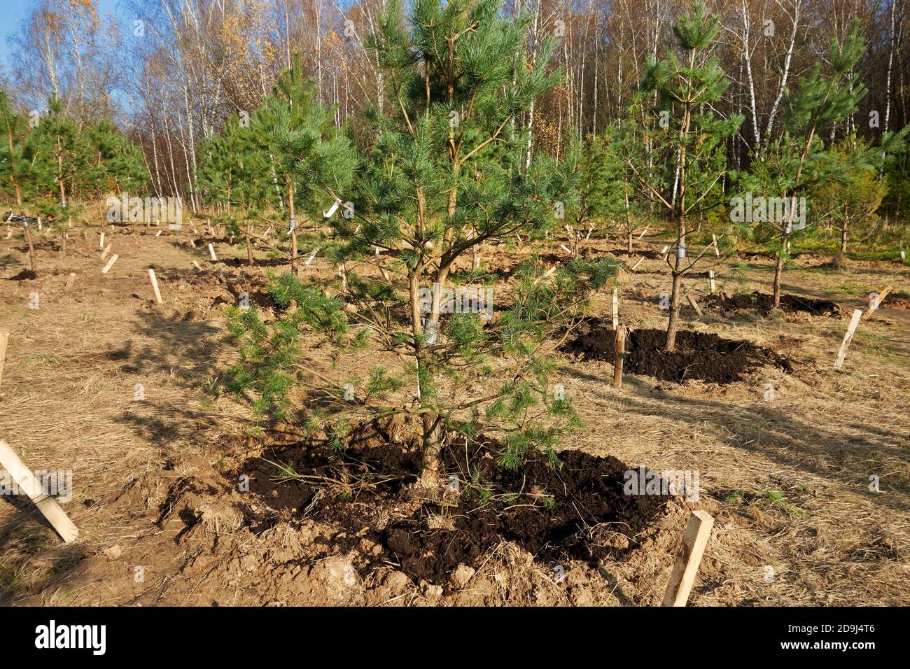 Newly planted pine hi-res stock photography and images - Alamy