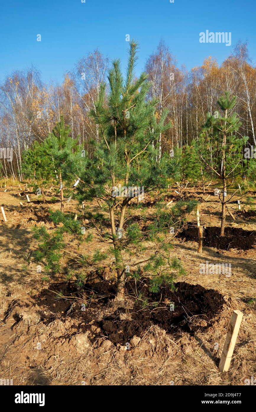 Young pine trees newly planted in Bitsevski Park (Bitsa Park). Moscow ...