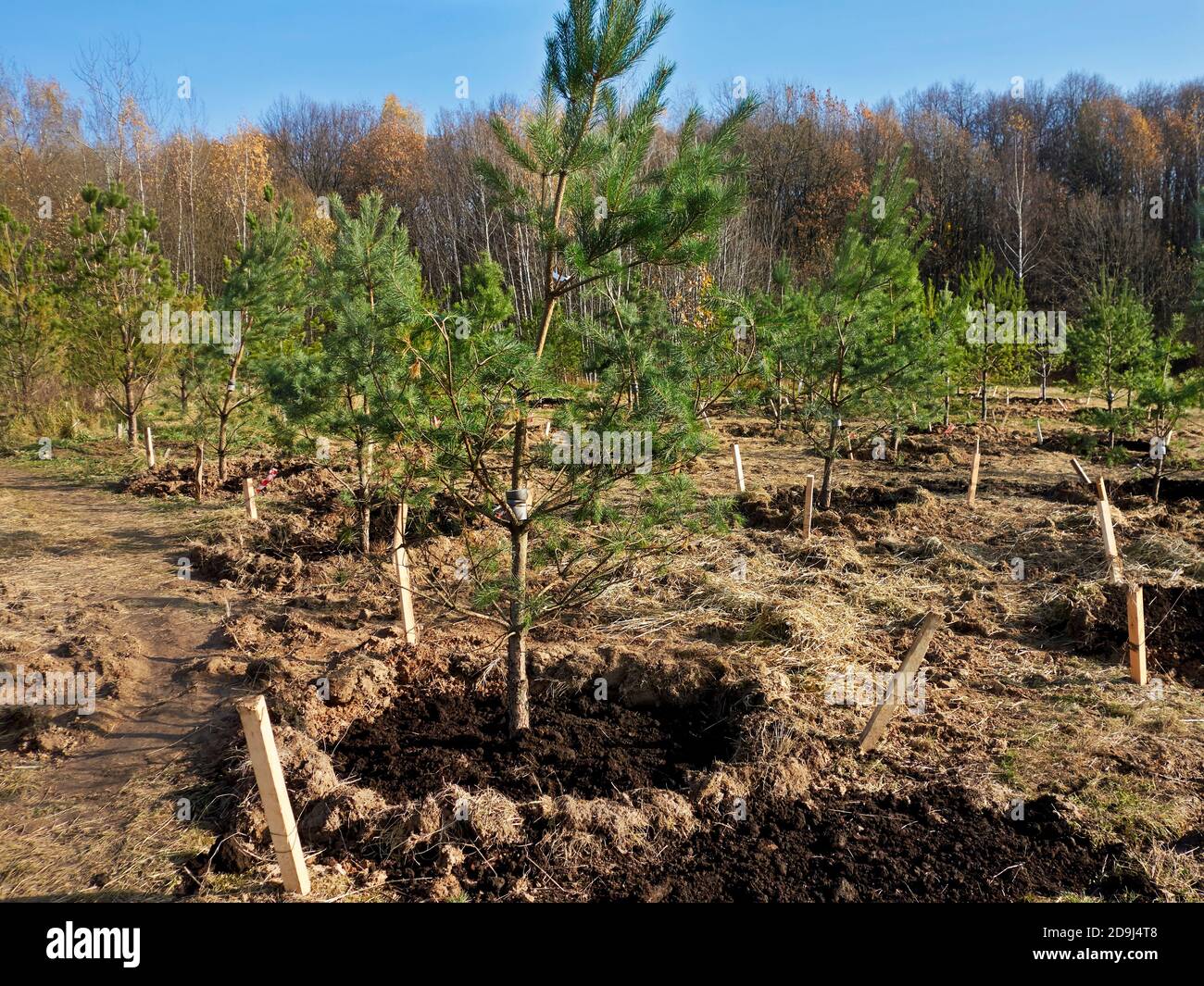 Young pine trees newly planted in Bitsevski Park (Bitsa Park). Moscow ...