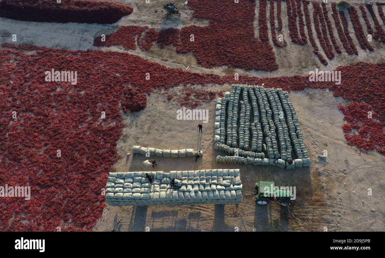 Farmers pick and airdry red peppers at a field in Bayingolin Mongol ...