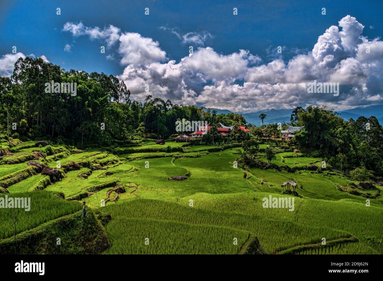 Rice fields and village in Batutumonga, Tana Toraja, South Sulawesi ...